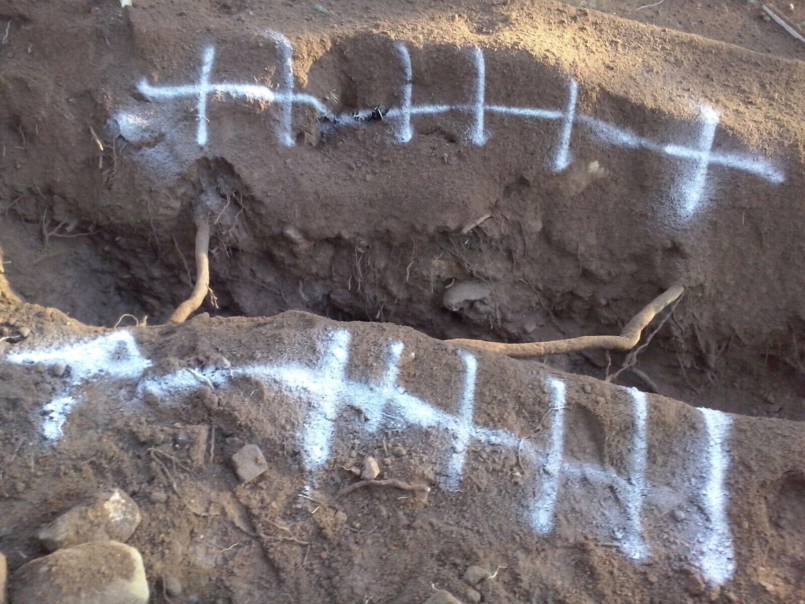 Root Excavation - Arbor Vitae Arboriculture Ltd