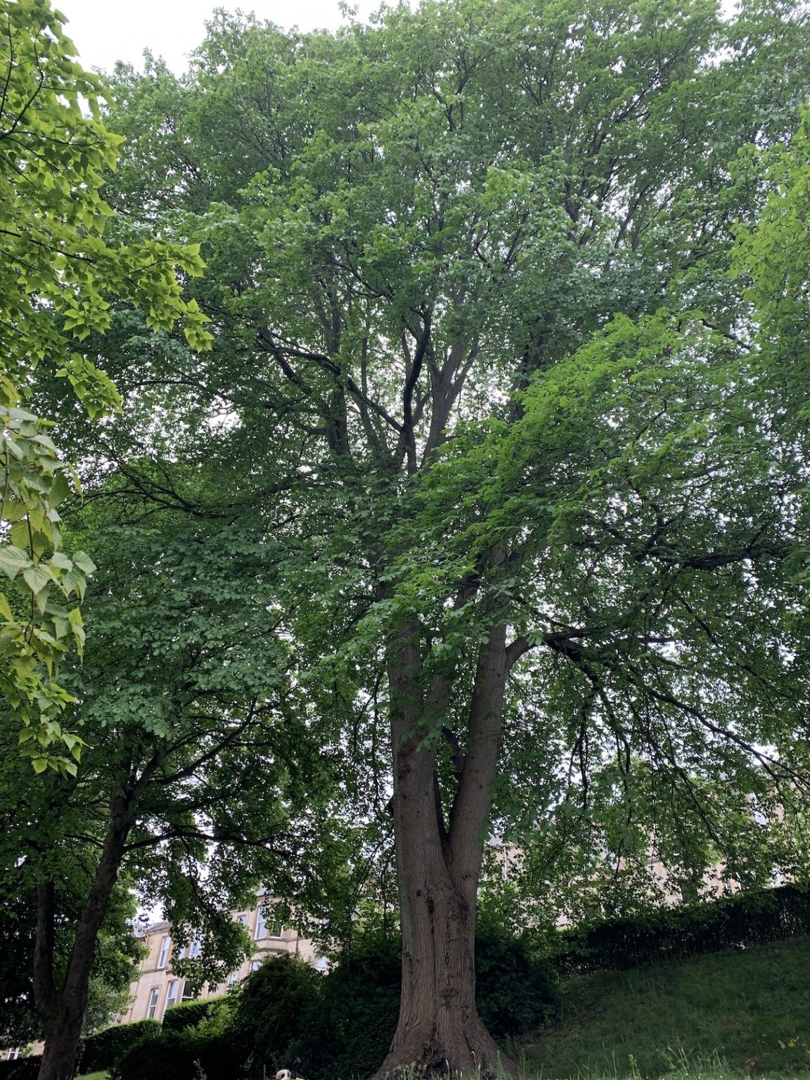 The Elm - Arbor Vitae Arboriculture Ltd