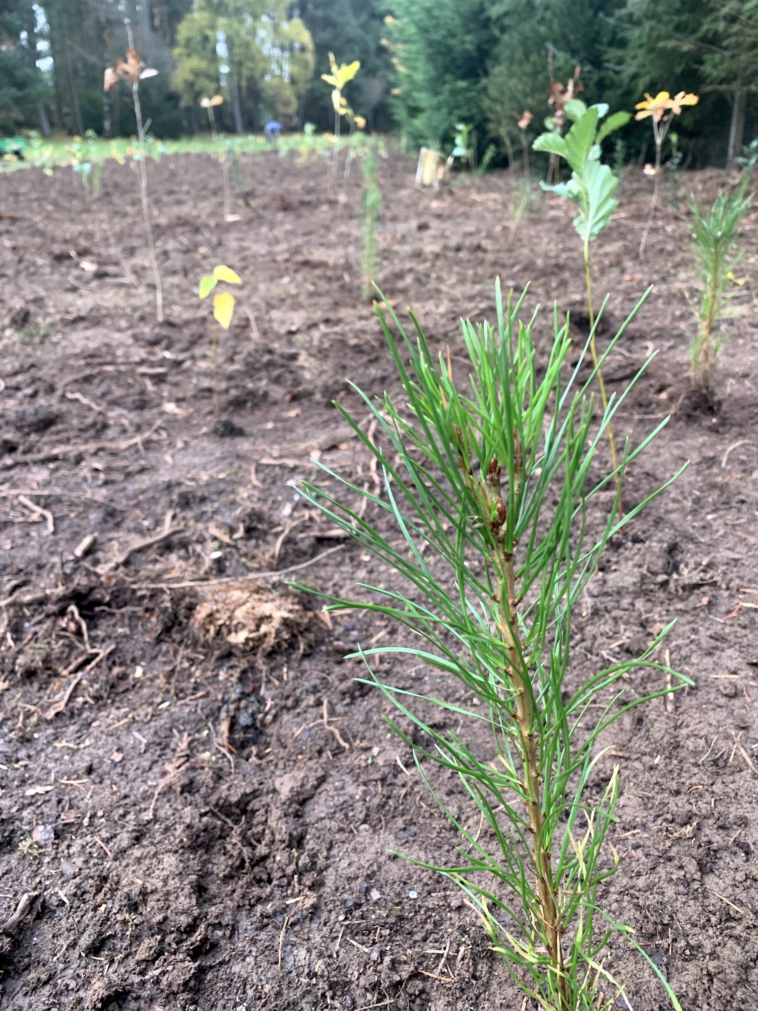 Creating a Wee Forest near Glasgow - Arbor Vitae Arboriculture